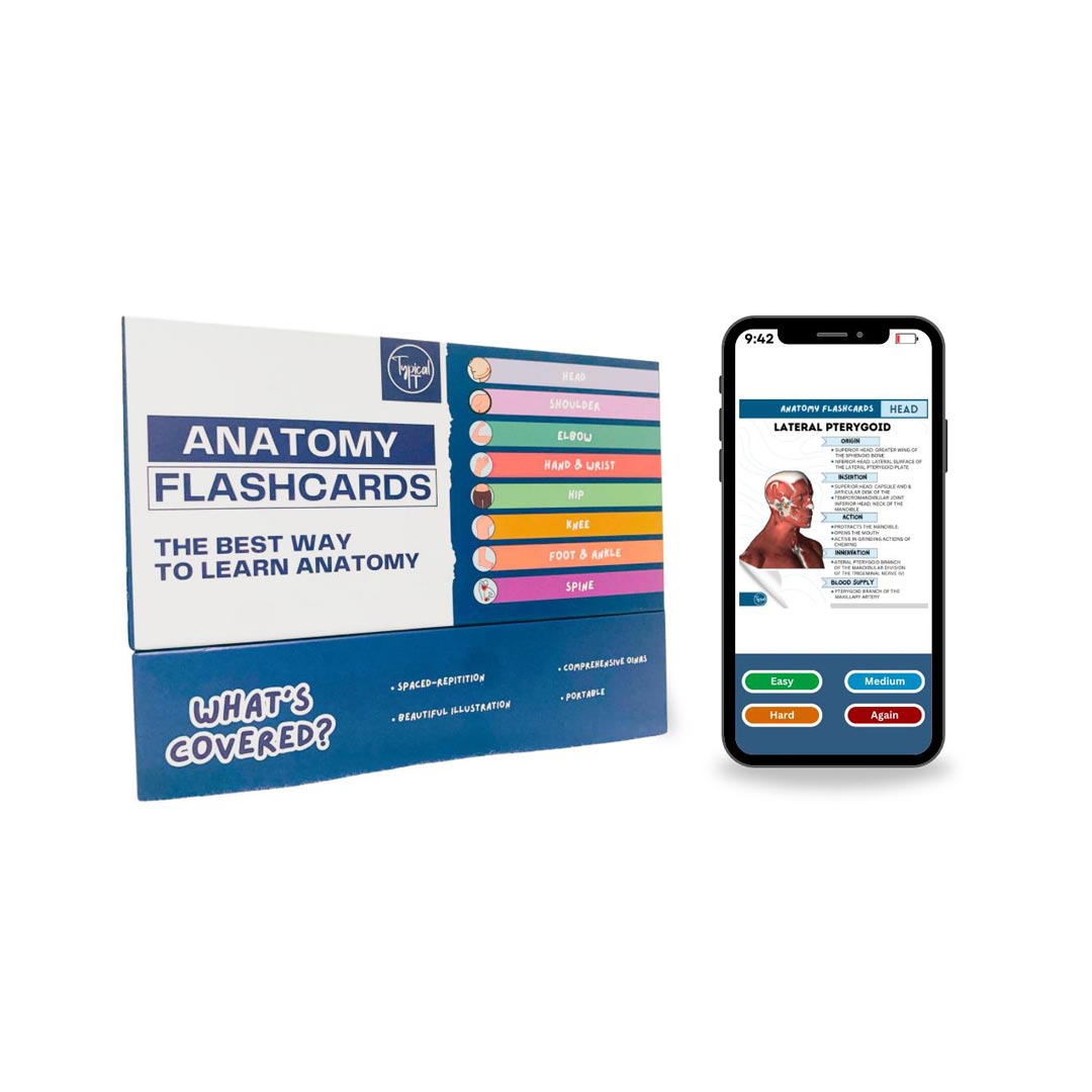 Anatomy Flashcards (Physical & Digital) | Typical PT